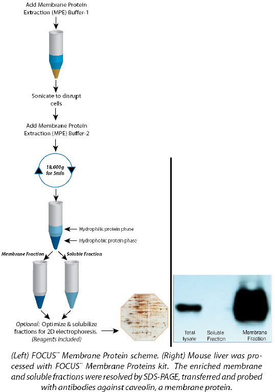 undefined | Protein Extraction Kits