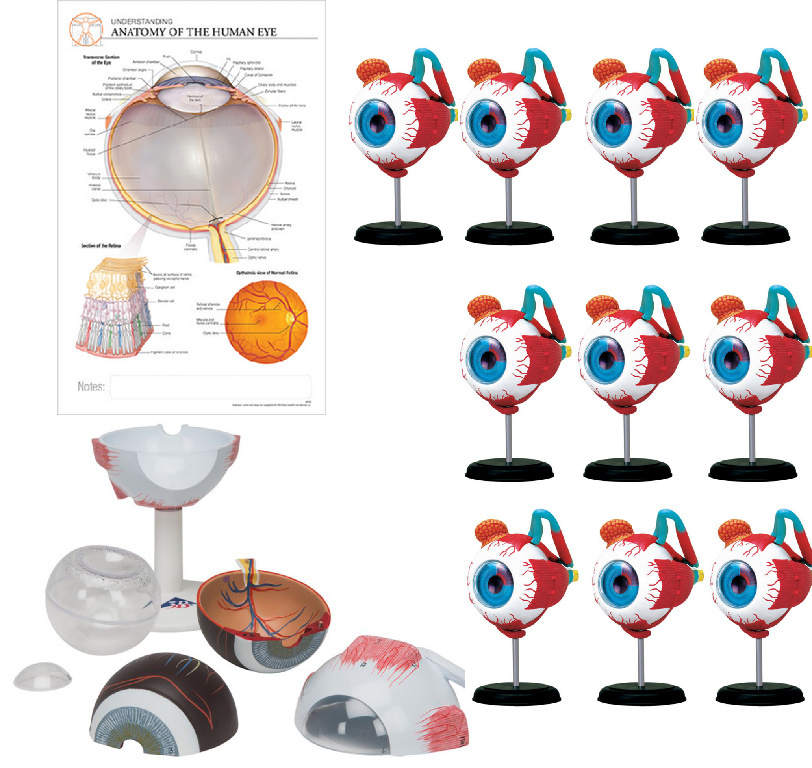 Classroom Model Bundles | Human Biology Models