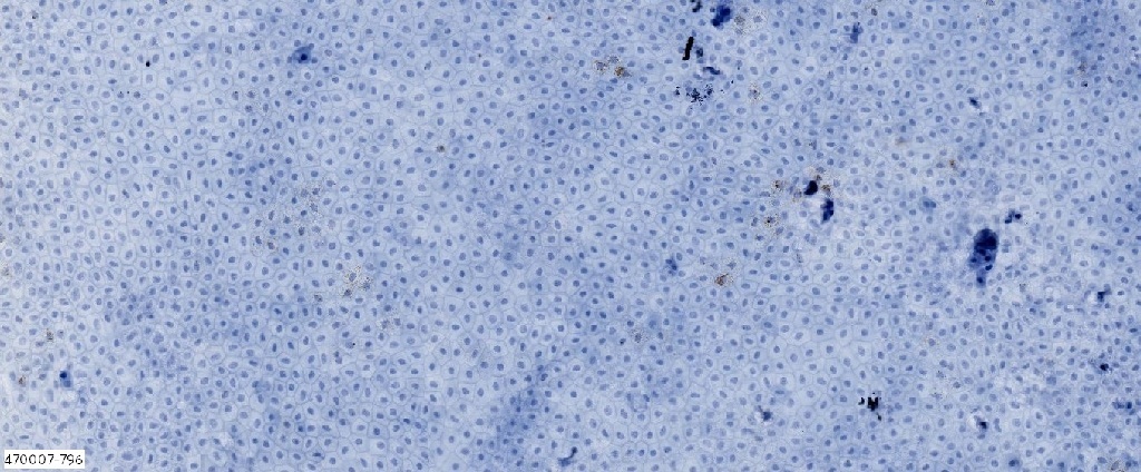 Ward's® Frog Anatomy Slides | Prepared Slides