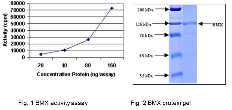Human Recombinant BMX (active) (from Baculovirus (Sf9 Insect cells))