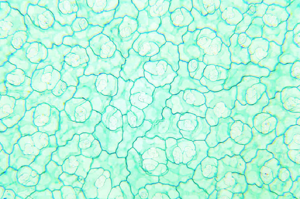 Stomates/Guard Cells Slide | Prepared Slides