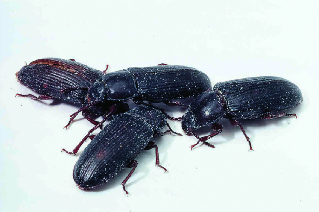 Masterflex® Reducer Fittings, Hose Barb, Straight (Polypropylene ...