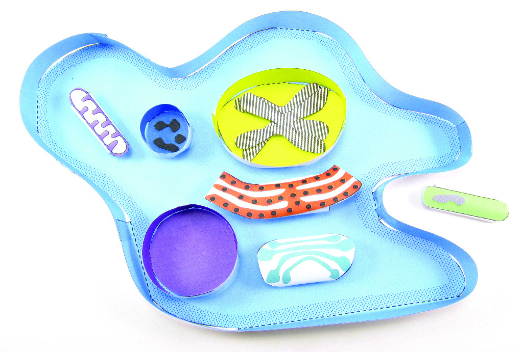 Biology 3D Models | Human Biology Models