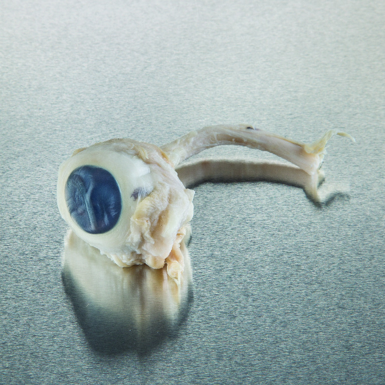 Pig Eyes | Preserved Animal Materials