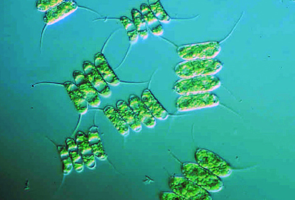 CENCO® AP Physics Lab 2.11: Observing and Measuring Magnetic Fields ...