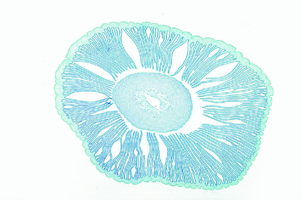 Mushroom Anatomy, Coprinus Slide | Fungi - Living Material